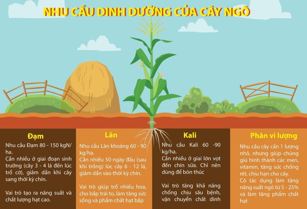 Thiếu Kali ở cây ngô: Nguyên nhân, dấu hiệu và cách phòng trừ