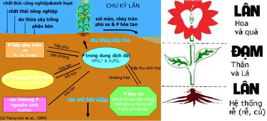 Thiếu lân ở cây ngô: Nguyên nhân, dấu hiệu và cách phòng trừ