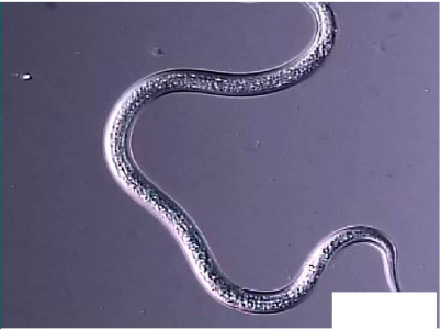 Bệnh tuyến trùng hại thân lúa: Nguyên nhân, dấu hiệu và cách phòng trừ