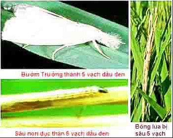 Sâu đục thân 5 vạch đầu đen cây lúa: Nguyên nhân, dấu hiệu và cách ...